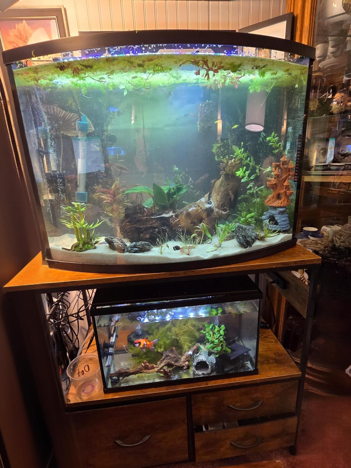 12 Best Aquarium Stands (July 2026) Reviews and Buying Guide
